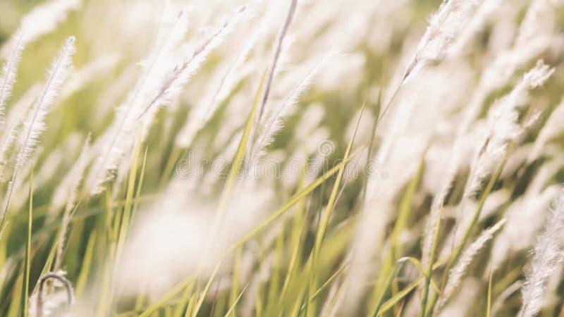 Silver Grass Flower Blowing in the Wind, Silver Grass Flower Sway in ...
