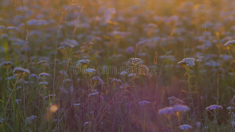 Silver Grass Flower Blowing in the Wind, Silver Grass Flower Sway in ...