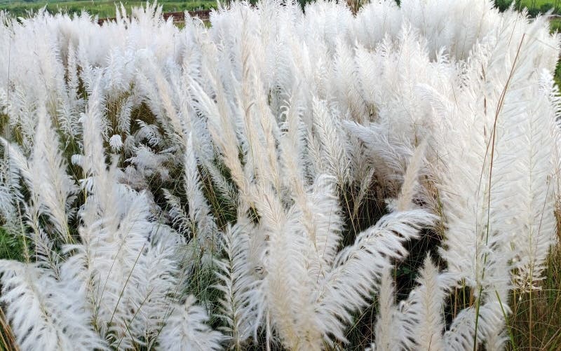 Silver grass flowers stock photo. Image of blur, landscape - 197997720