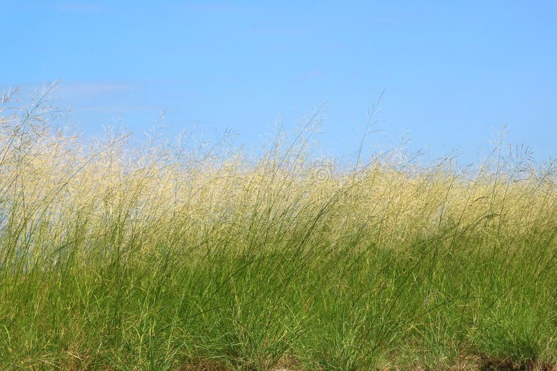 Silver Grass Growing in the Blue Sky Stock Photo - Image of style ...