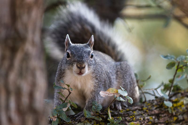 Silver - gray squirrel stock photo. Image of curious - 53666376