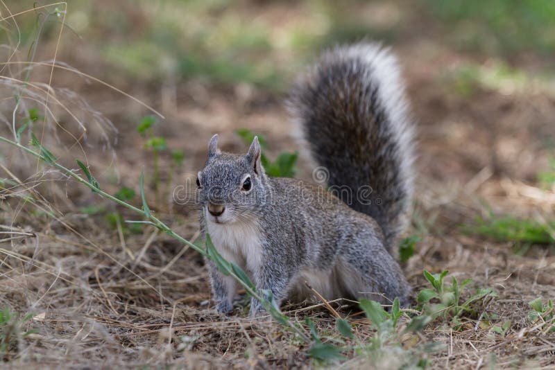 Silver - gray squirrel stock image. Image of squirrel - 53666377