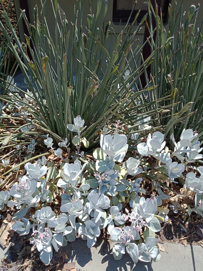 Silver and Green Foliage stock image. Image of green - 174170145