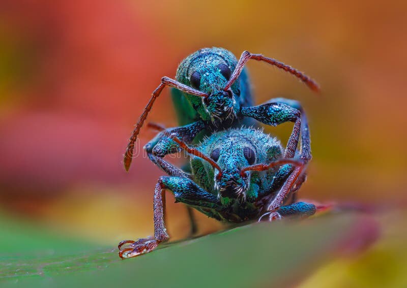 Silver Green Leaf Weevil, Phyllobius Argentatus Beetles Mating Stock ...