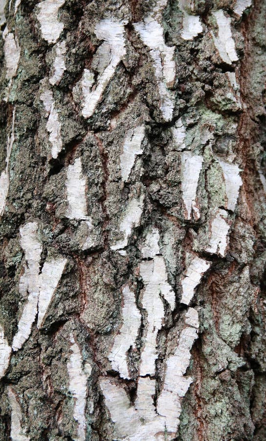 Silver Grey Bark Background Stock Photo - Image of lumber, decoration ...