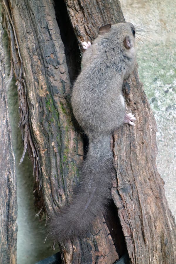 Silver-grey Glis Glis stock image. Image of pest, dormouse - 99281471