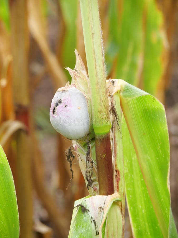 Silver-grey on corn stock photo. Image of mays, grass - 256427140