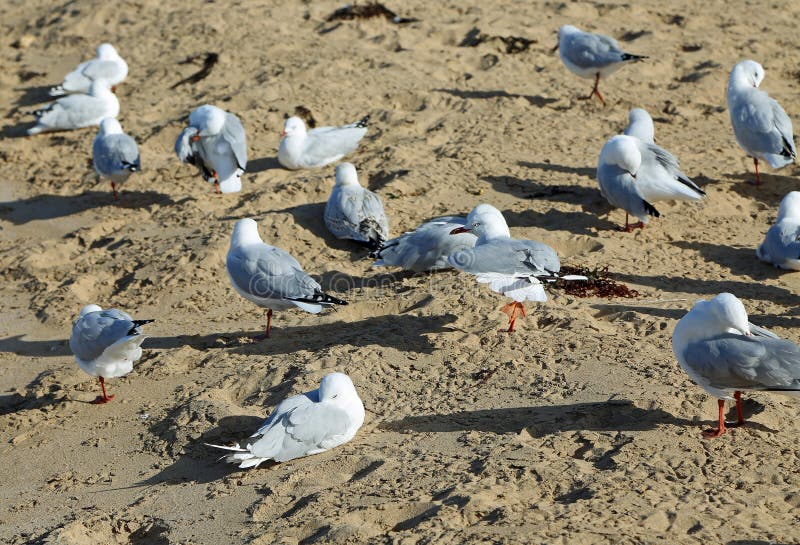 Silver gull stock image. Image of view, beak, wild, parrot - 183797607
