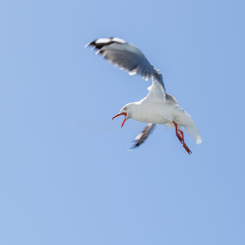 Silver gull stock image. Image of seagull, nature, australia - 49952373