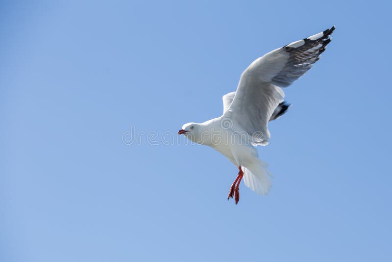 Silver gull stock photo. Image of wild, wildlife, nature - 49952428