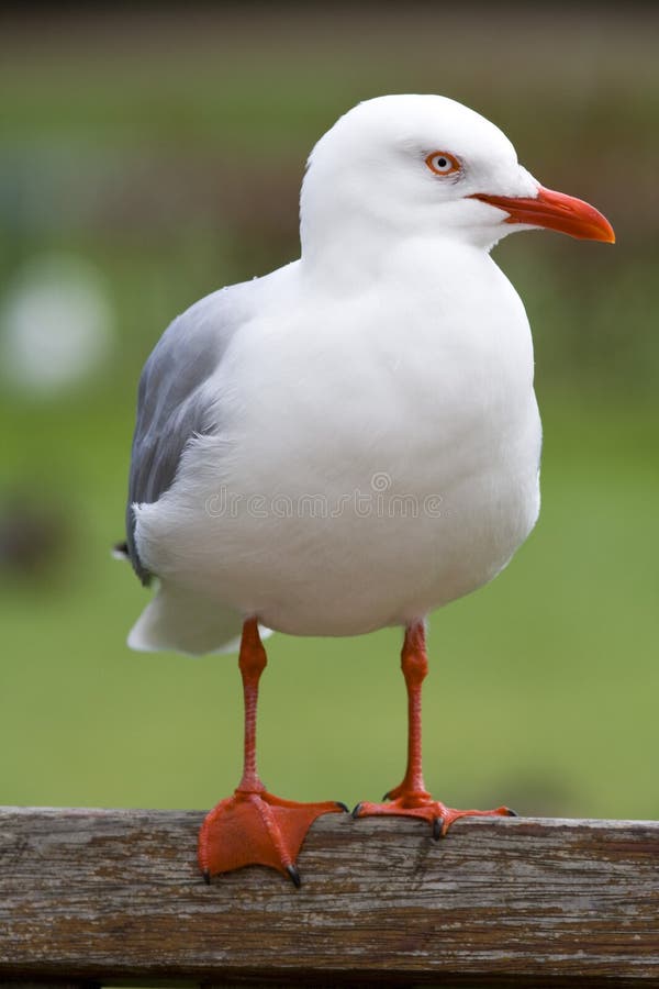 Silver Gull (Larus Novaehollandiae) Stock Image - Image of close, larus ...