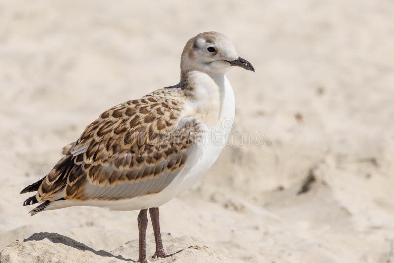 Silver Gull in Western Australia Stock Photo - Image of feather, silver ...