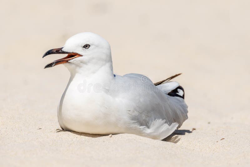 Silver Gull in Western Australia Stock Image - Image of endemic, imogen ...