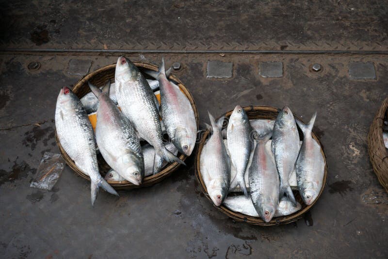 Silver Hilsa Fish are Arranged in Baskets. Hilsa is the National Fish ...