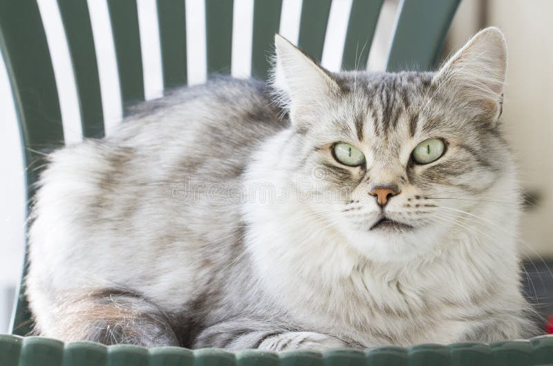 Silver Kitten in the Garden Stock Photo - Image of furry, kitty: 79359482