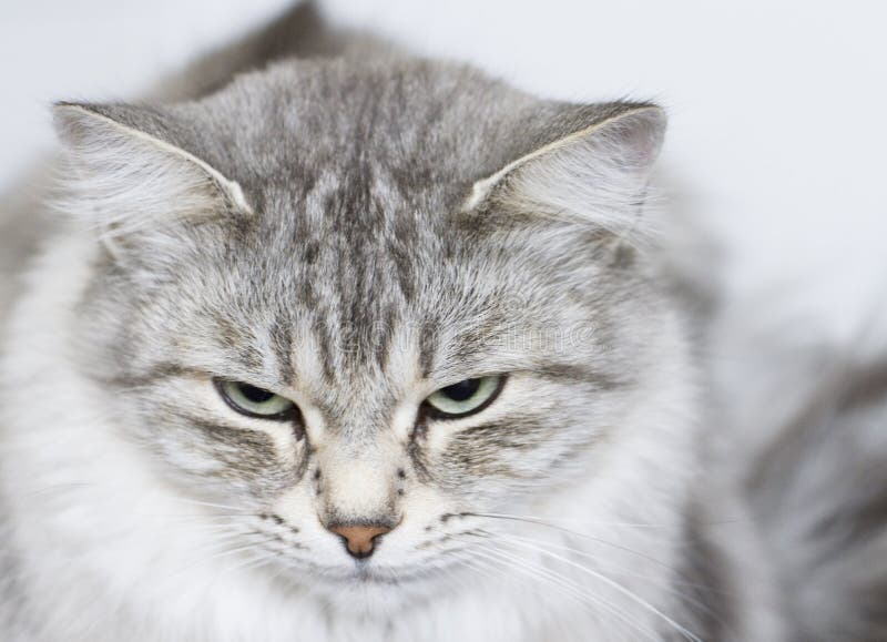 Silver Kitten in the Garden Stock Photo - Image of feline, domestic ...