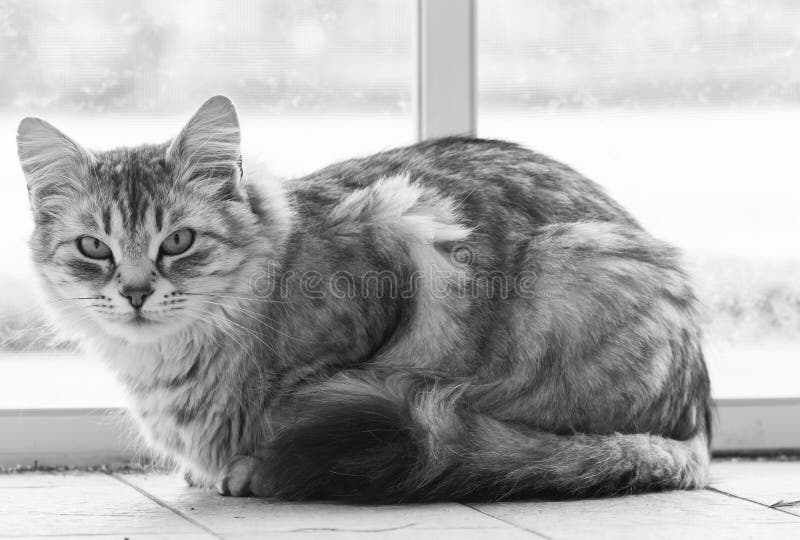 Silver Kitten Of Siberian Long Haired Female Stock Image Image Of