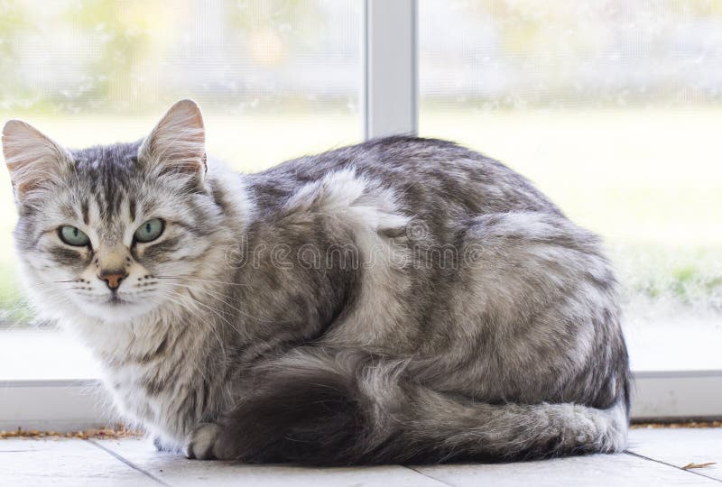 Silver Kitten of Siberian, Long Haired Female Stock Photo - Image of ...