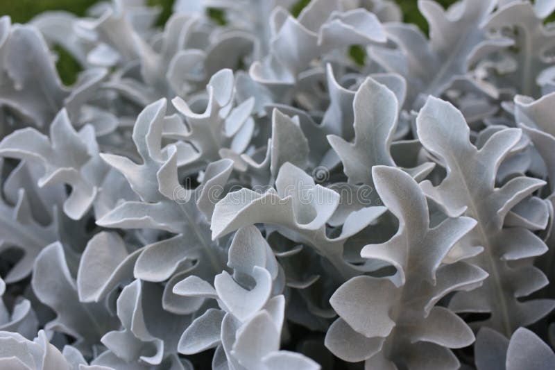 Silver Knapweed (Centaurea Ragusina) Close-up, Egypt, Sharm El Sheikh ...