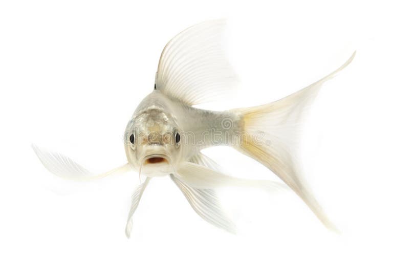 31,447 Koi Fish Photos Stock Photos - Free & Royalty-Free Stock Photos ...