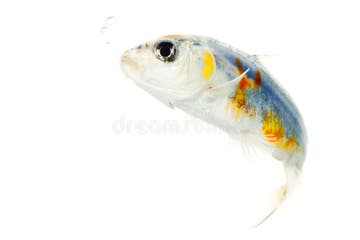 31,447 Koi Fish Photos Stock Photos - Free & Royalty-Free Stock Photos ...