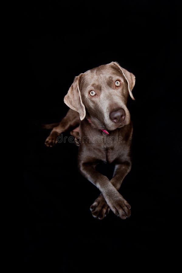 496 Silver Labrador Stock Photos - Free & Royalty-Free Stock Photos ...