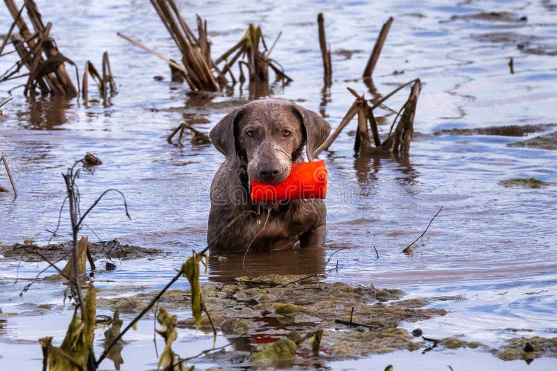 Silver Labrador Retriever Playing in the Water. Stock Image - Image of ...