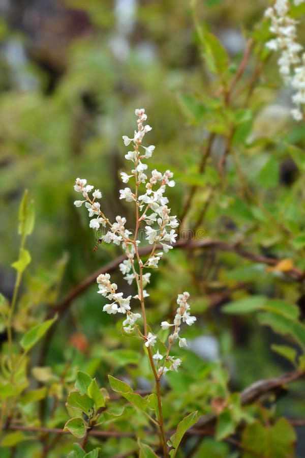 Silver lace vine stock image. Image of fleece, chinese - 200445841