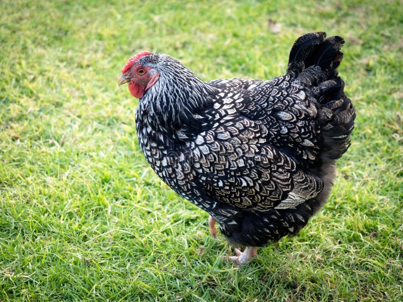 Silver Laced Wyandotte Chicken on Green Grass Stock Photo - Image of ...