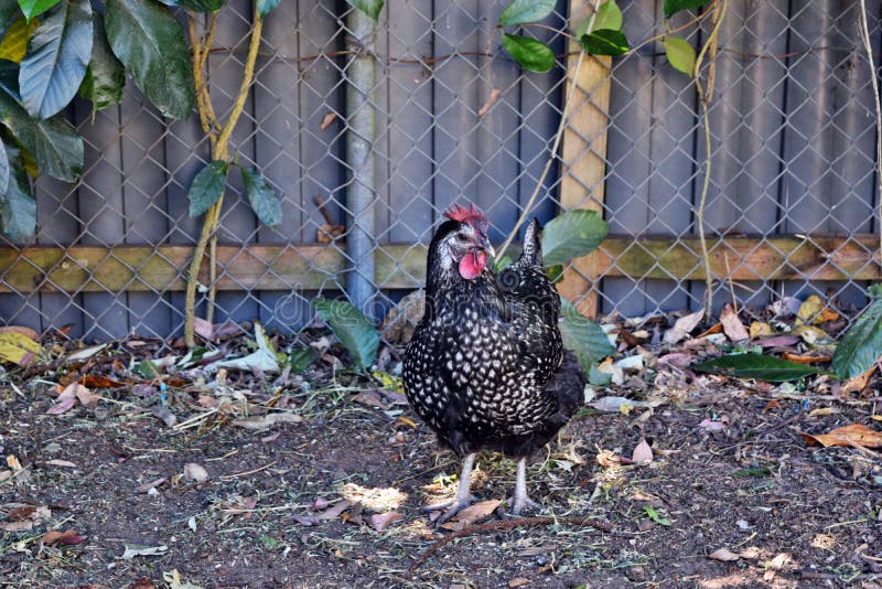 Silver Laced Wyandotte Chicken Stock Image - Image of outdoor, food ...