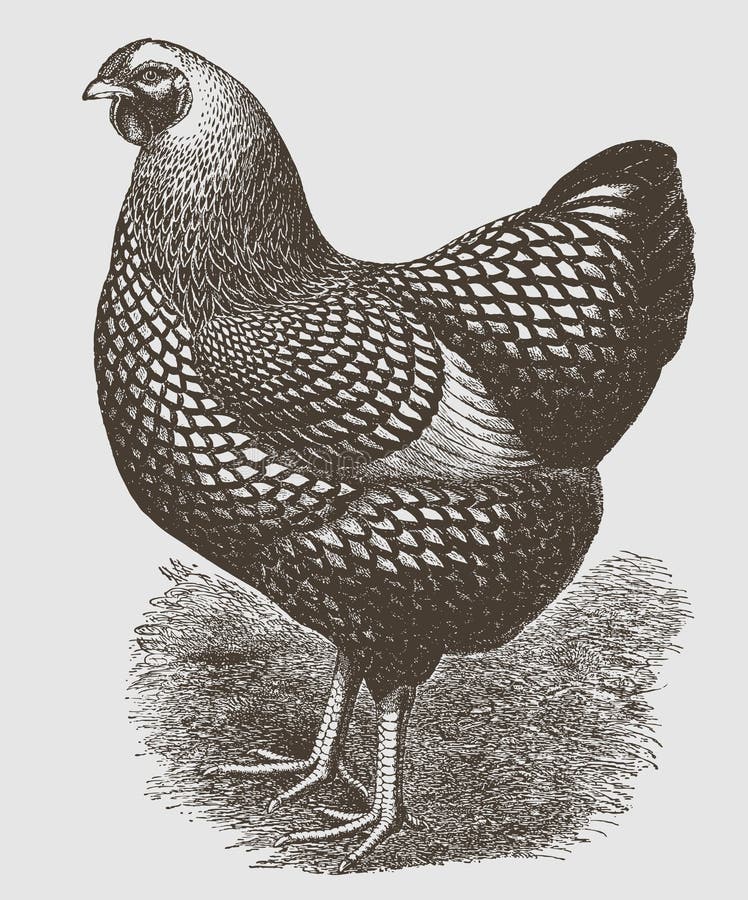 Silver Hen Stock Illustrations – 193 Silver Hen Stock Illustrations ...