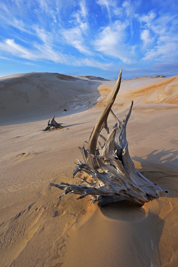 Silver Lake Sand Dunes stock photo. Image of stump, natural - 28603970
