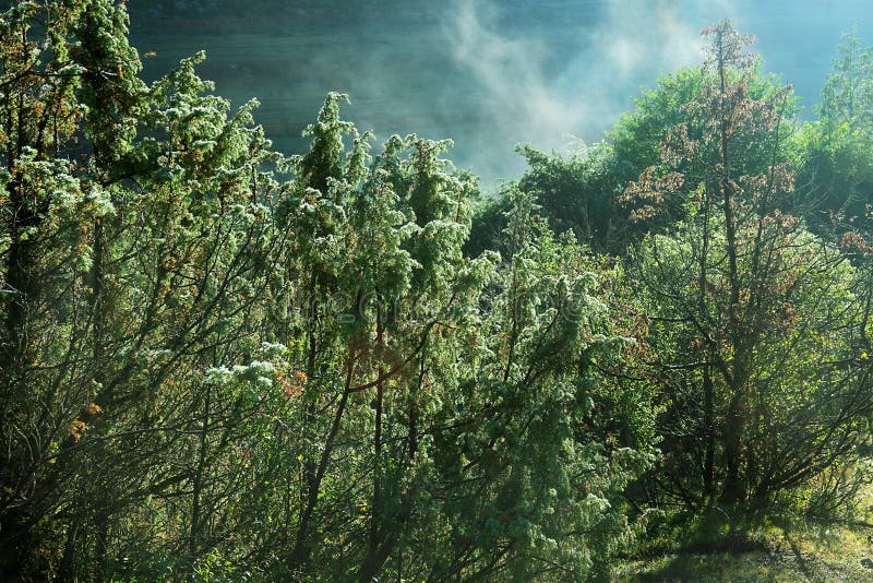 Silver Landscape in the Juniper Forest Stock Photo - Image of beauty ...