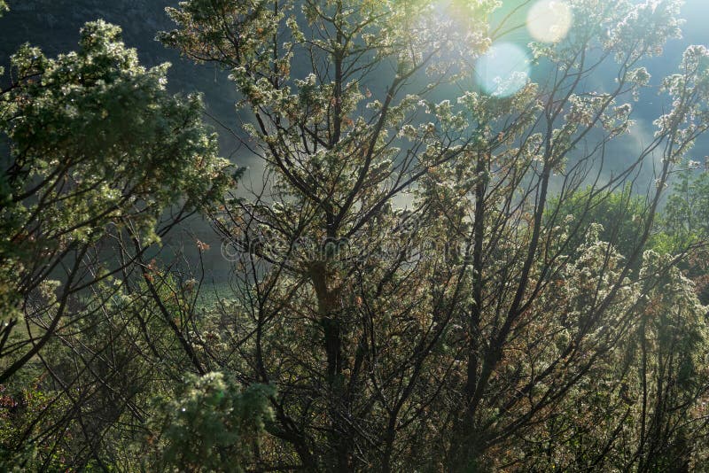 Silver Landscape in the Juniper Forest Stock Photo - Image of morning ...