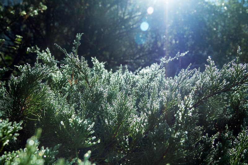 Silver Landscape in the Juniper Forest Stock Photo - Image of landscape ...