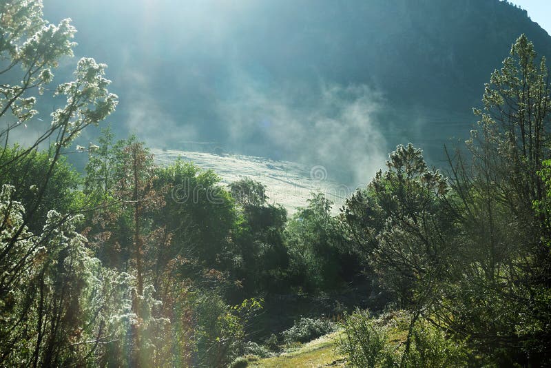 Silver Landscape in the Juniper Forest Stock Photo - Image of beauty ...
