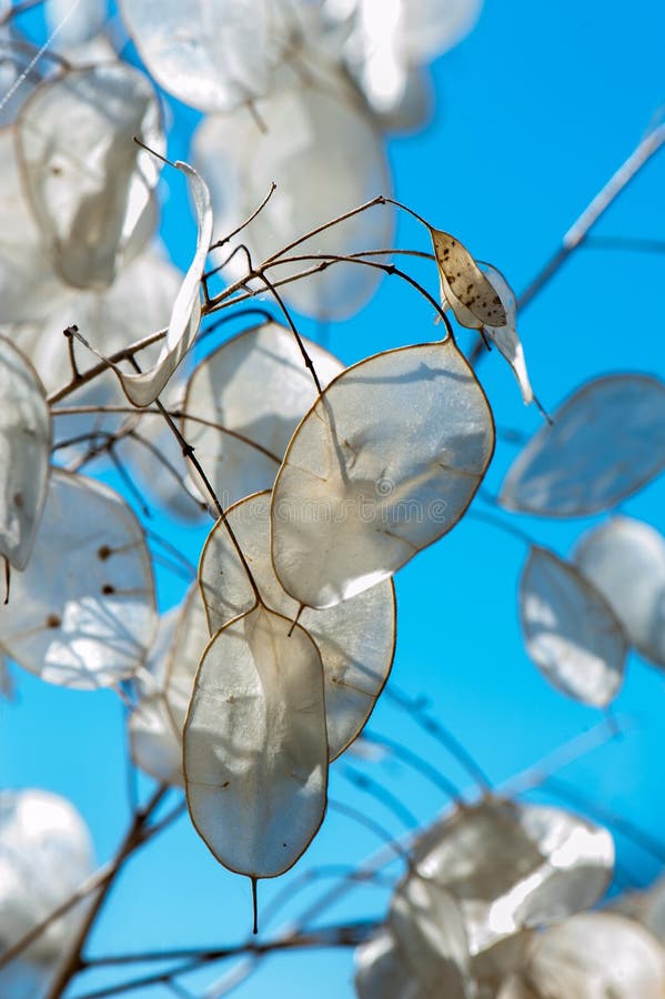 Silver leaf stock image. Image of plants, peppers, gardening - 30523077