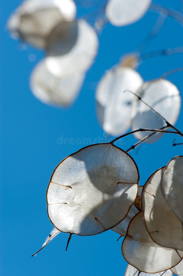 Silver leaf stock photo. Image of gardening, autumn, leaf - 30523124