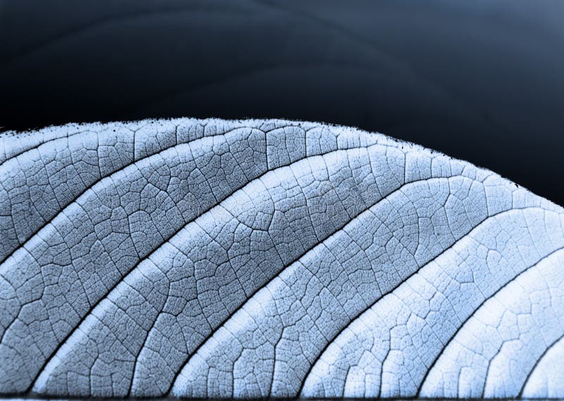 Silver leaf stock image. Image of silver, streaks, linden - 44519185