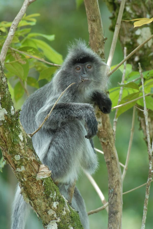 8+ Silver leaf monkey Free Stock Photos - StockFreeImages