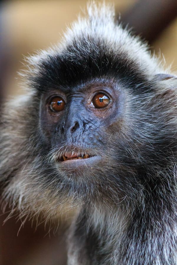 Silver Leaf Monkey stock image. Image of endemic, leaf - 41156829