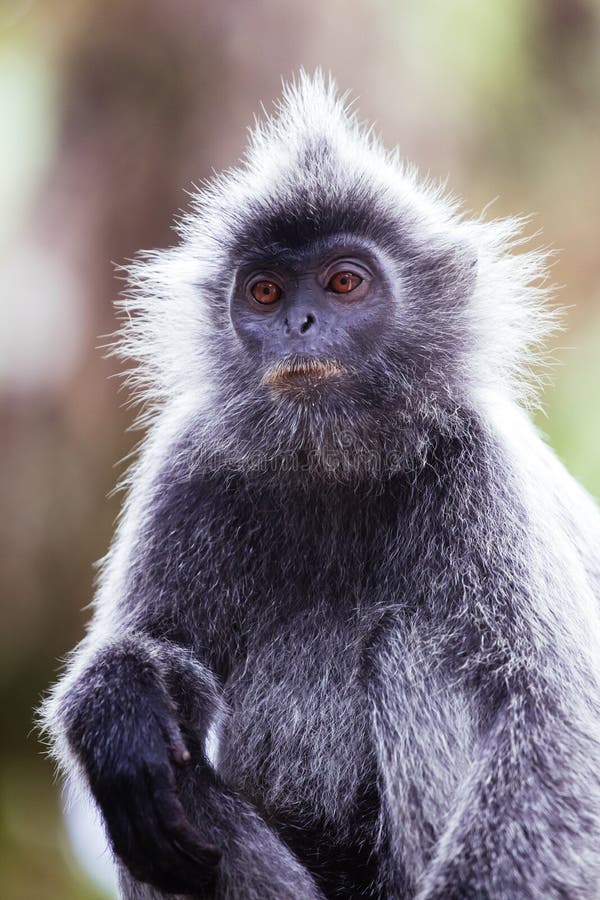 Silver Leaf Monkey in Malaysia Stock Image - Image of langur, exotic ...