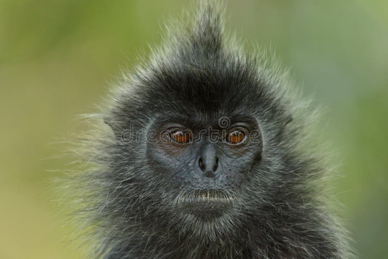 Silver-leaf Monkey stock photo. Image of travel, silver - 58838678