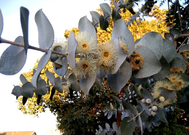 Silver-leaf Stringybark, Silver Dollar Tree, Eucalyptus Cinerea, Stock ...