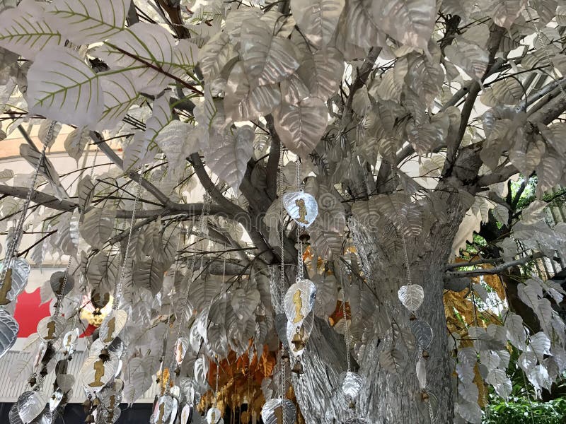 Silver Leaf Tree in Buddhist Temple Stock Photo - Image of wood ...