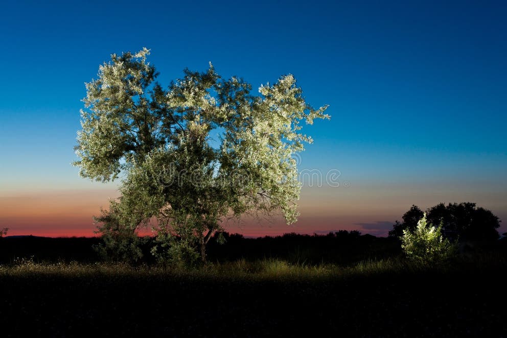 Silver leaf tree on sunset stock image. Image of scenery - 26147265