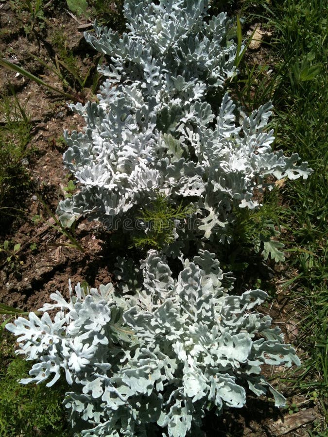 Silver Leaves stock photo. Image of garden, silver, soft - 77993554