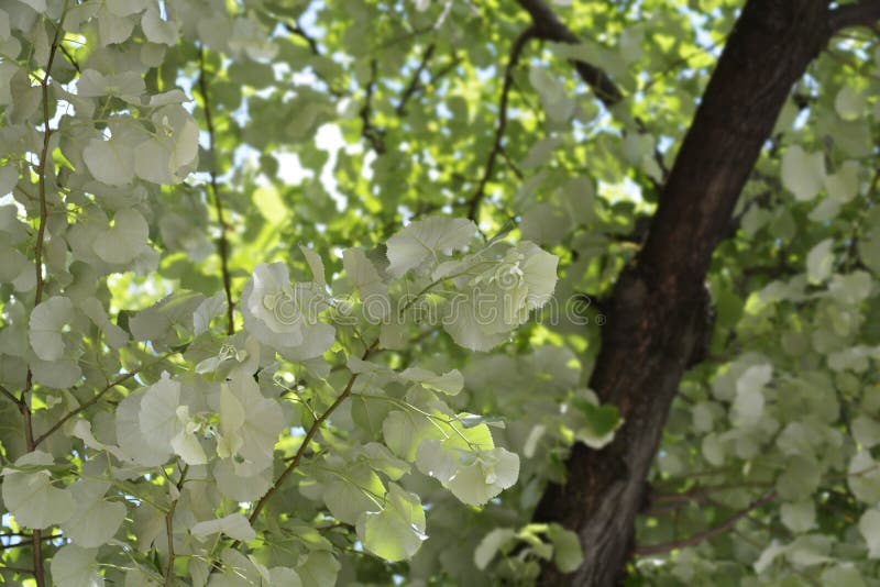 Silver lime stock photo. Image of plant, tree, white - 246180130