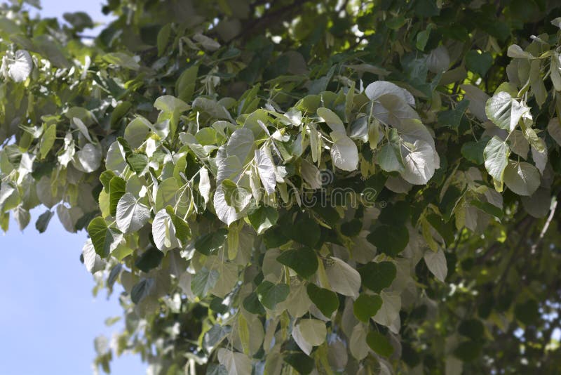Silver lime stock photo. Image of botany, plant, leaf - 238802848
