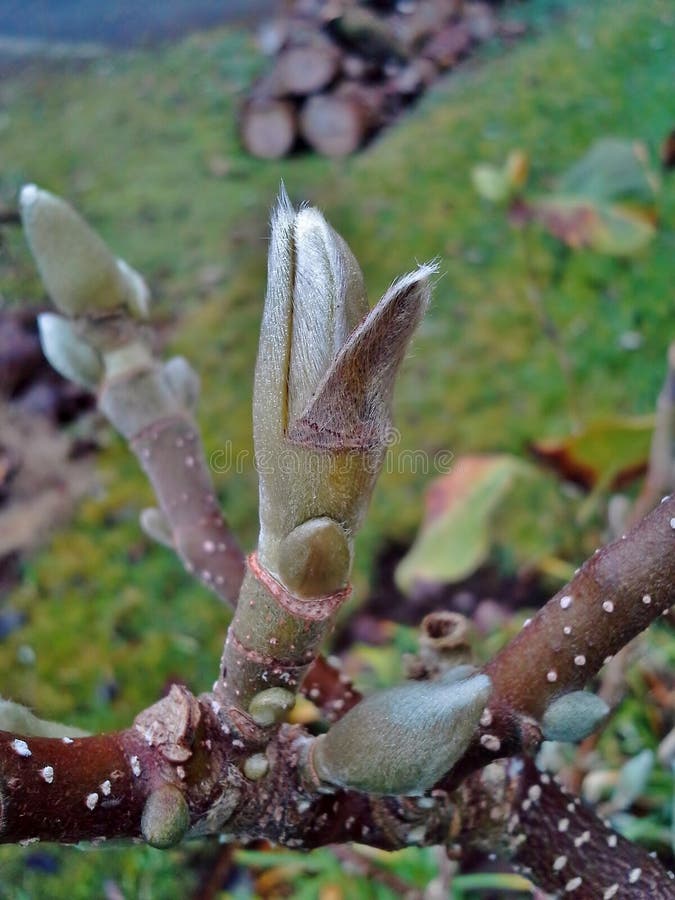 Silver Magnolia Bud stock image. Image of shrub, flower - 92192433